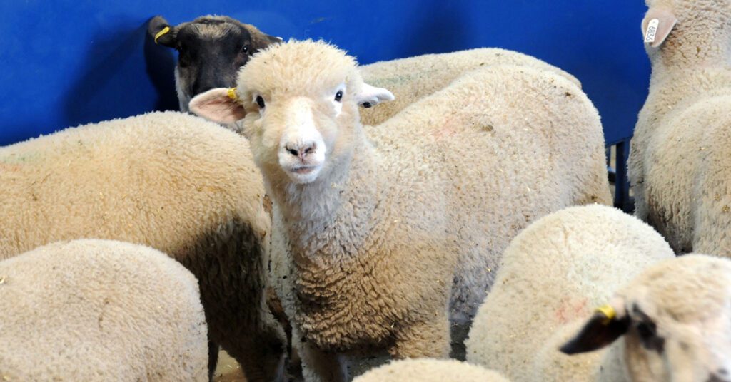 Smart Sheep Help with Feed Research - Colleges and Institutes Canada